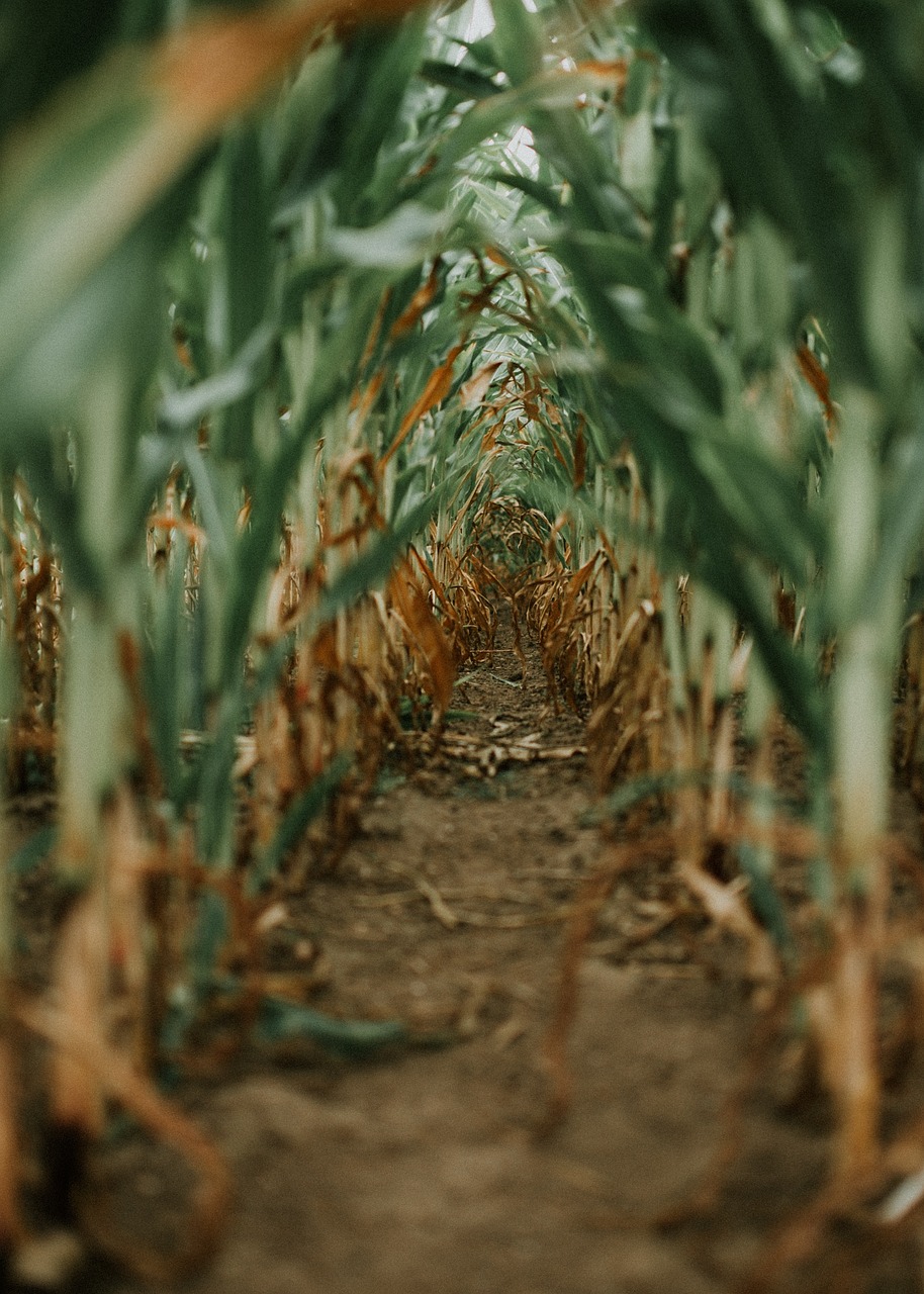 Spotlight on Corn: Barley Corn Salad – CCS Associates, Inc.
